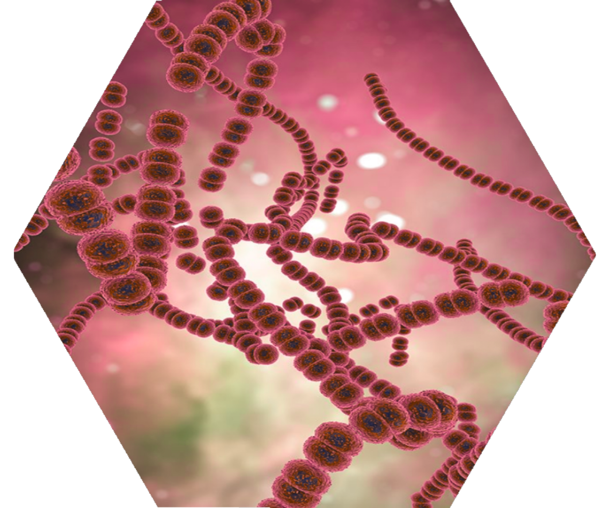 BDF Ingredients - BDF Ingredients